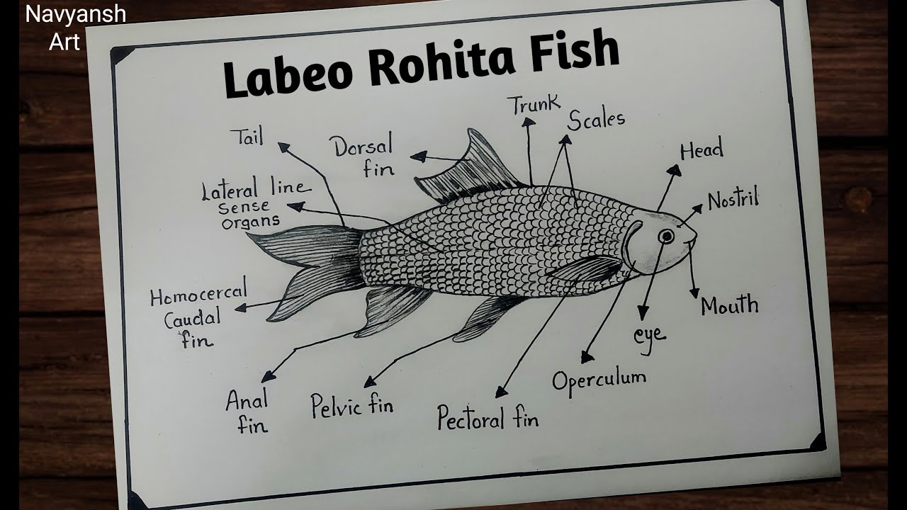 Labeo Rohita fish diagram drawing / How to draw Labeo Rohita fish easy ...