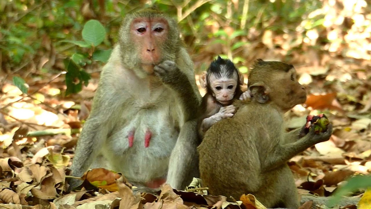 Baby monkey Jonna very active while little girl Jazzy arrived, Sweet ...
