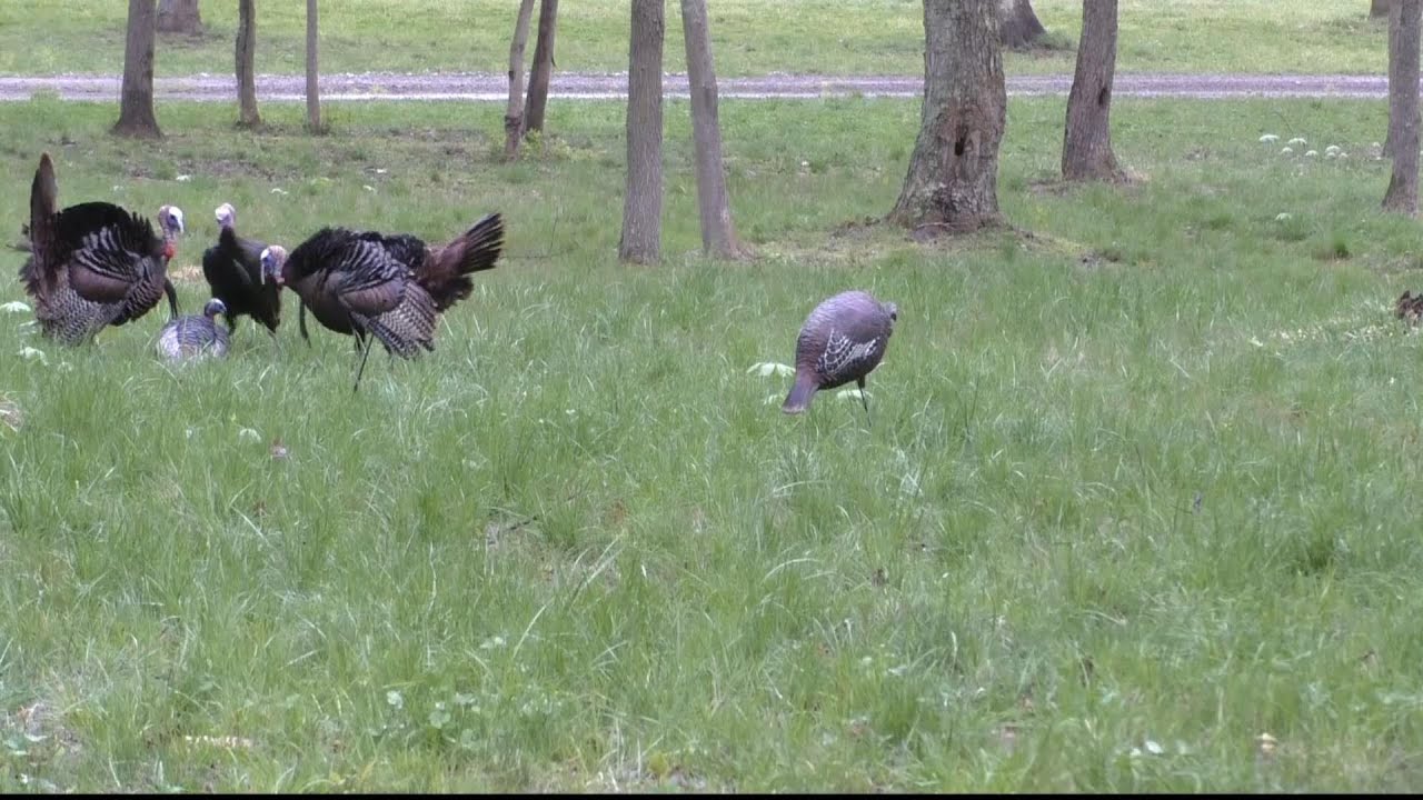Tamara's PA Spring Turkey Hunt 2023 - YouTube