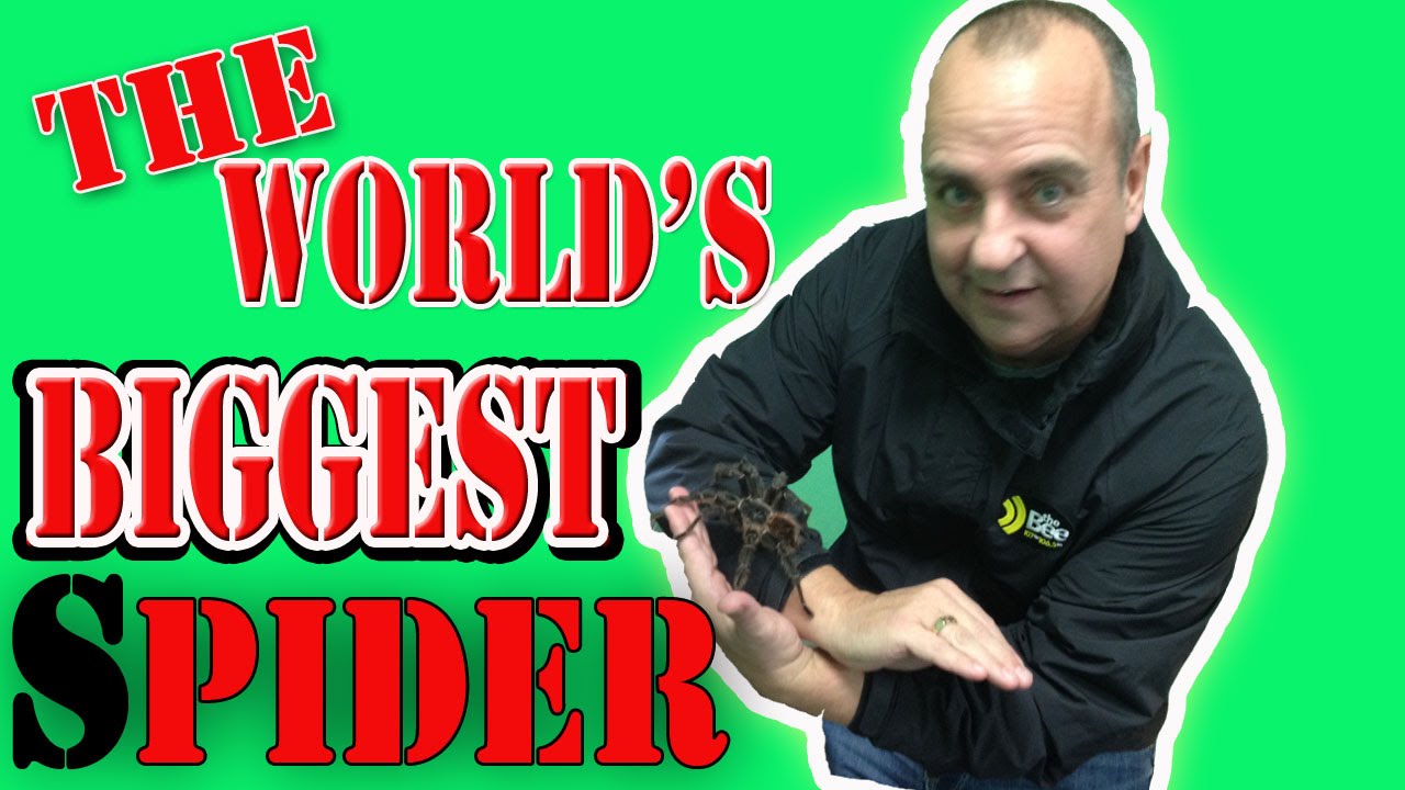 The World's Biggest Spider - YouTube