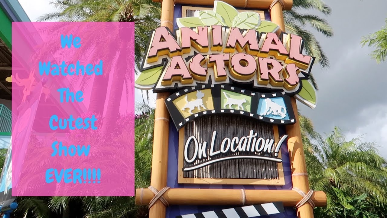 Animal Actors on Location | Pet Show | Universal Orlando - YouTube