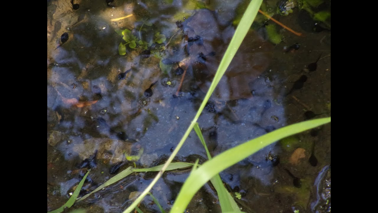 Tadpoles in ditch along Wirral Way near Heswall May 30, 2023. - YouTube