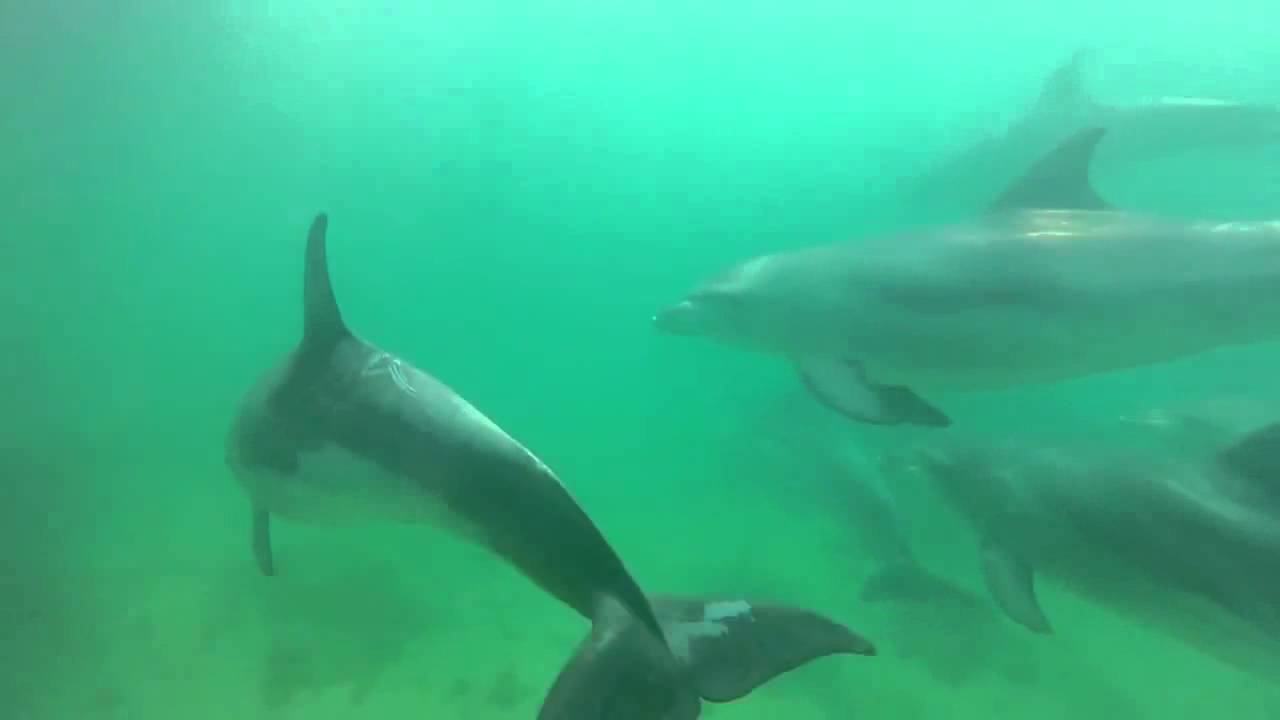 Swimming with wild DOLPHINS - Queenscliff - YouTube