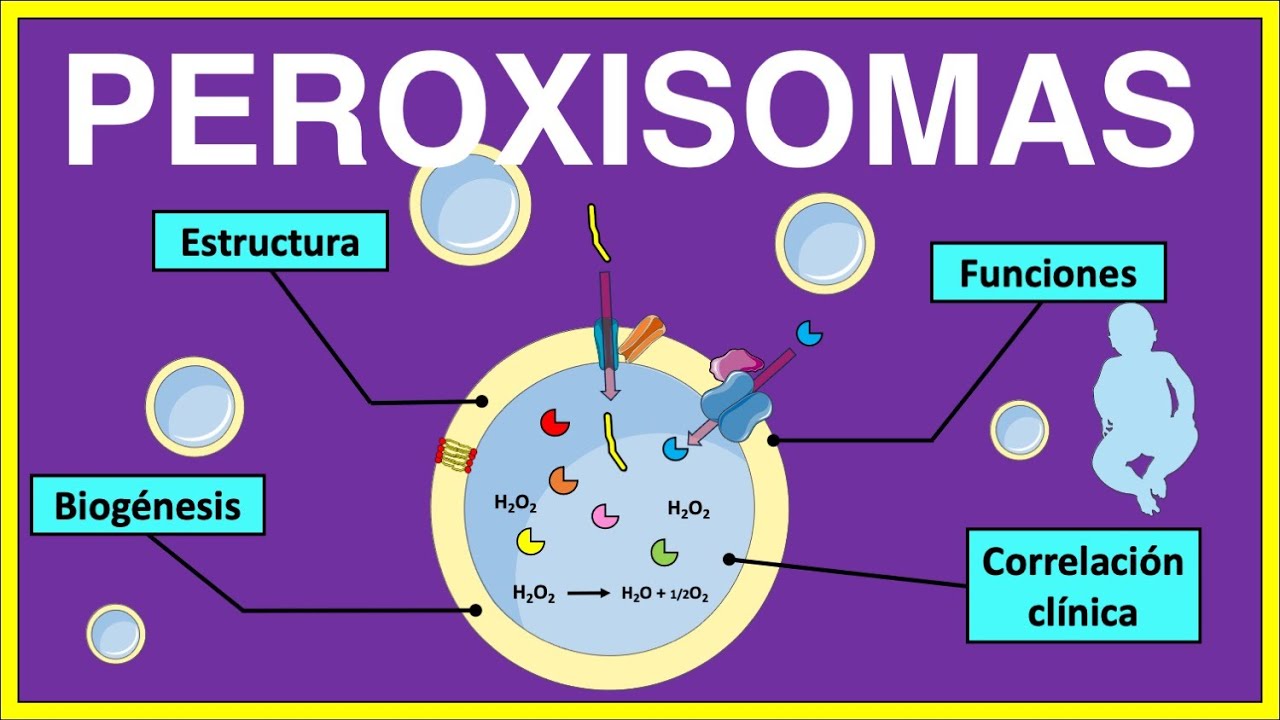 PEROXISOMAS: Estructura, función, origen y correlación clínica. - YouTube