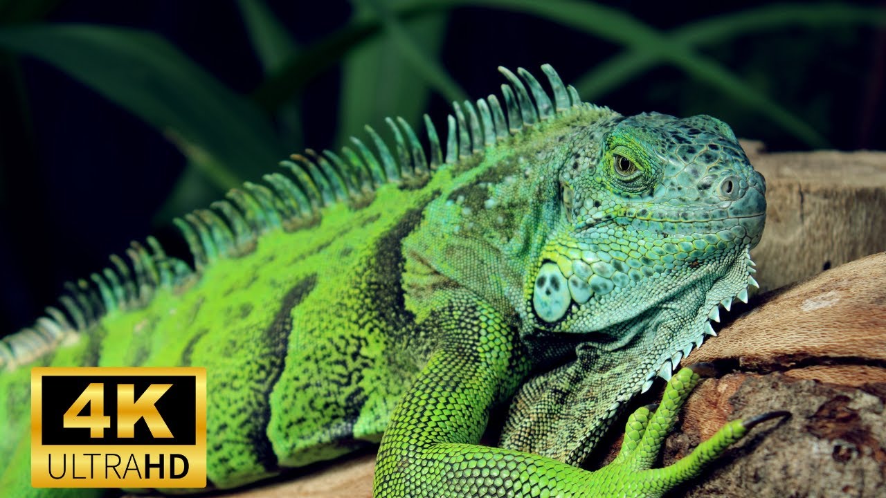 Animali incredibili in 4K Ultra HD: da vedere! - YouTube