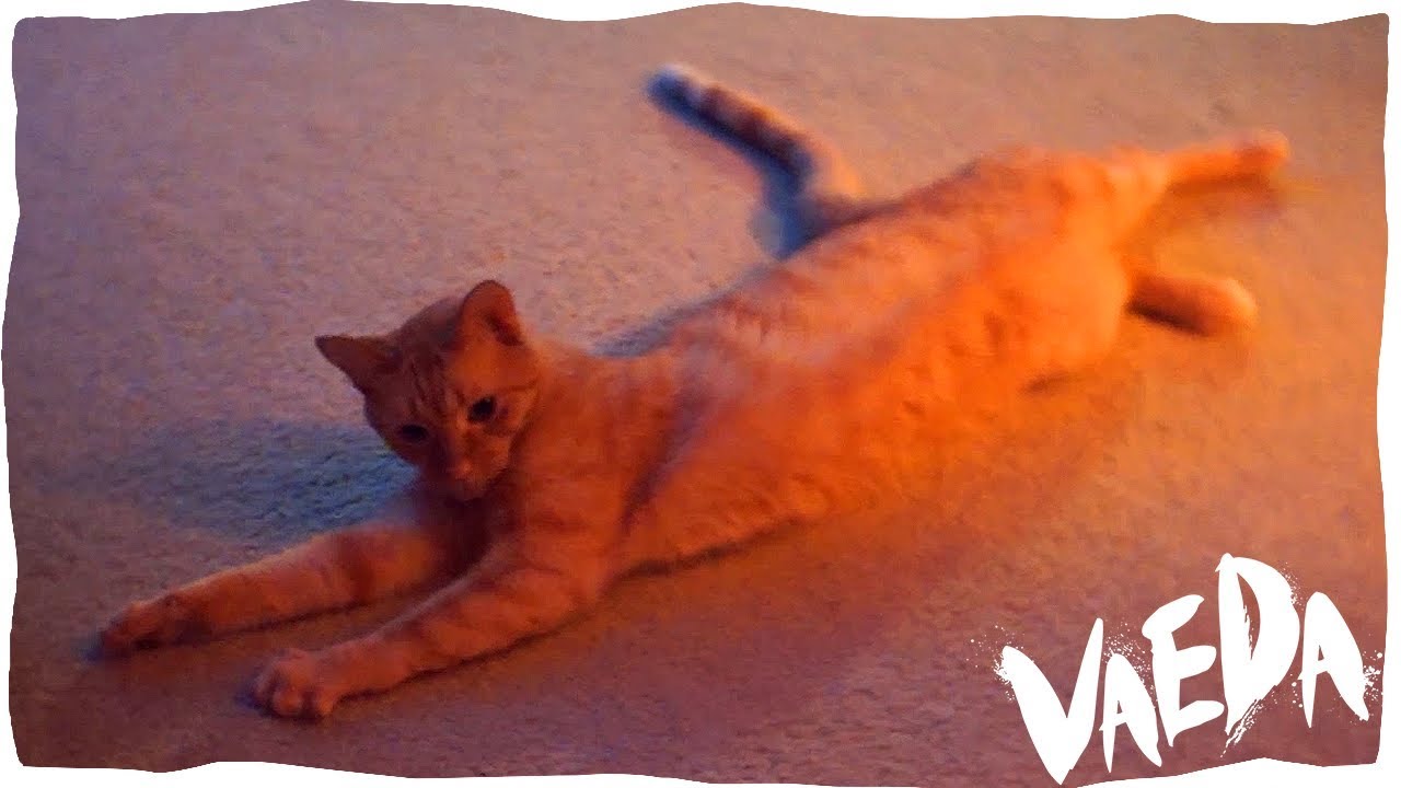 SURPRISE! VAEDA is back! Look at those cute cats. - YouTube