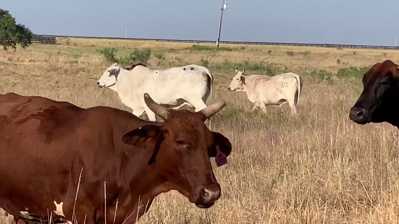 23 Brahman & Brahman Cross Bred Cows, #0903 | Cattle for sale - YouTube