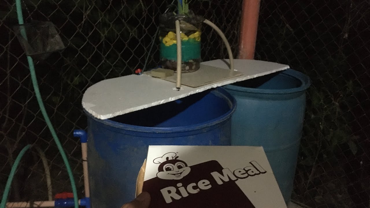 Hito nag meryenda ng Chicken Joy| Blue drum Catfish backyard farming ...