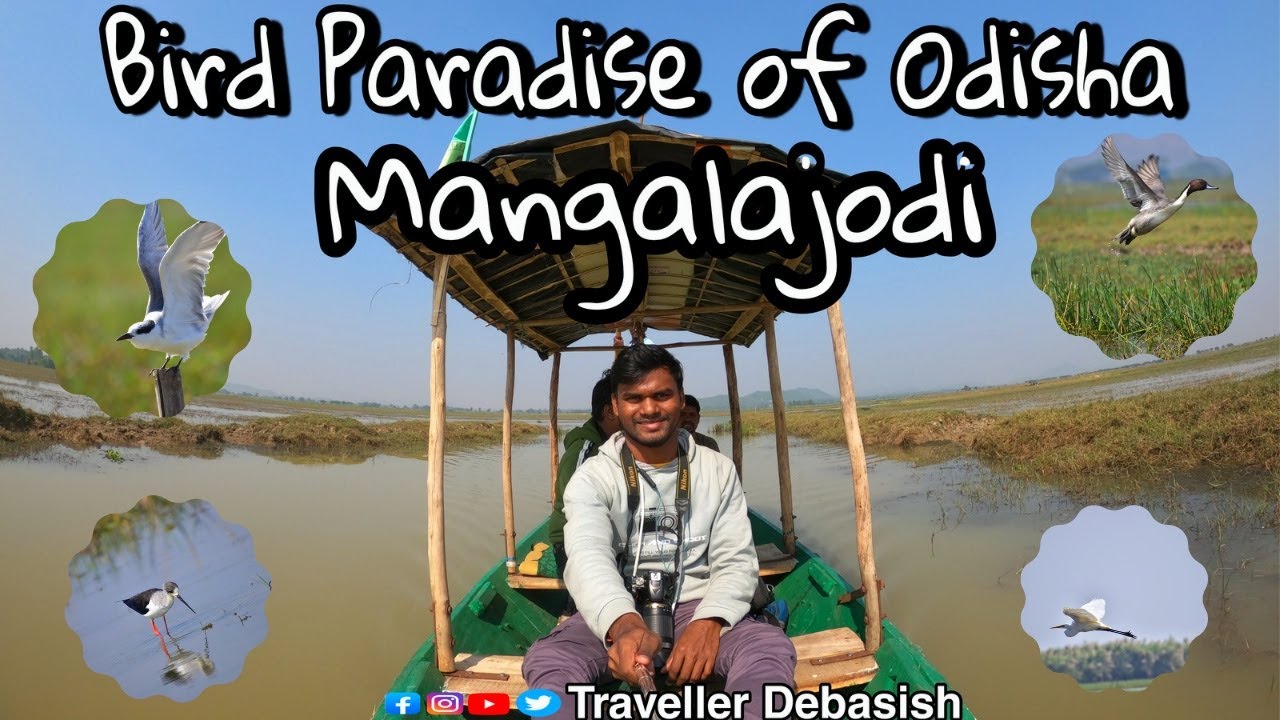 Mangalajodi Bird Sanctuary //Boating & Birding Chilika Lake,Odisha ...