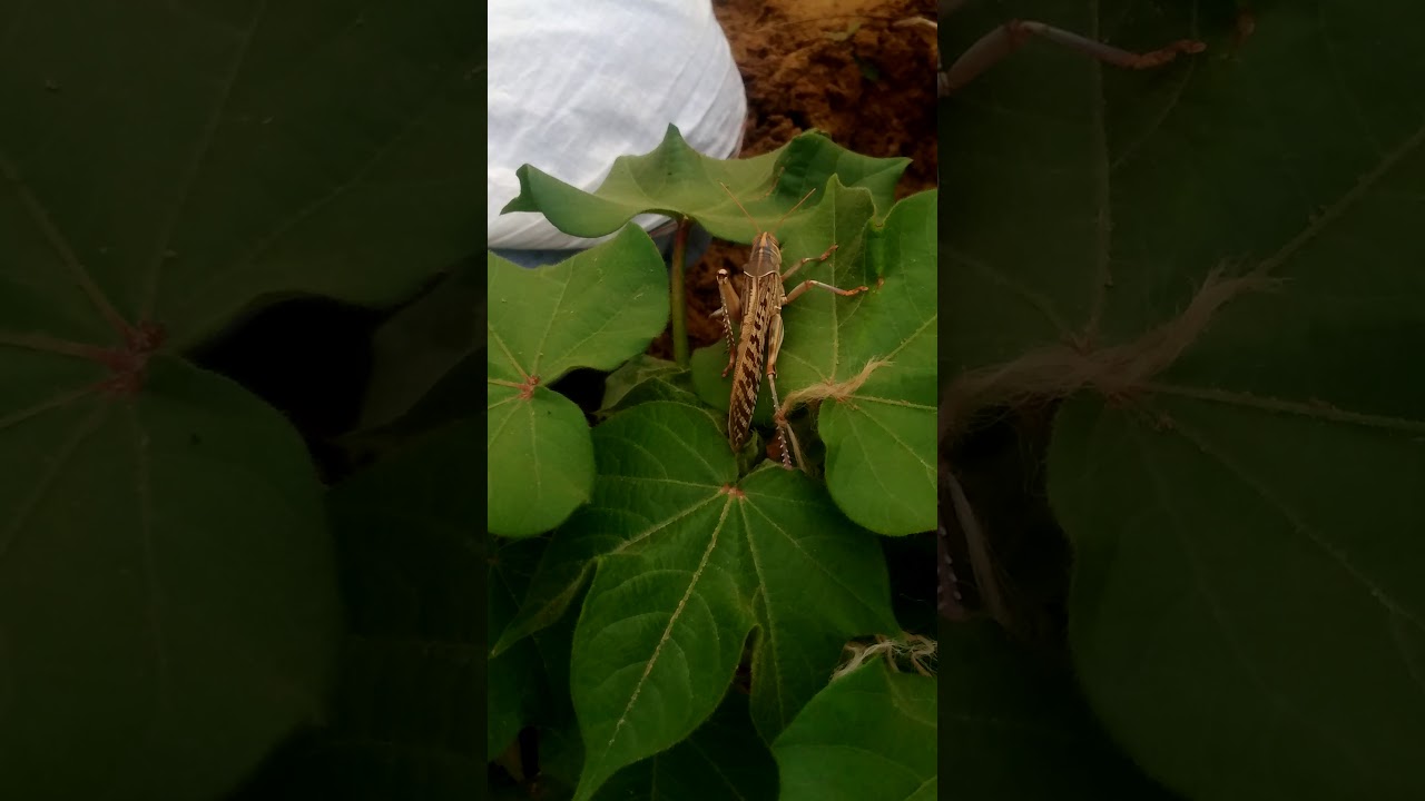 Kashni kala - YouTube