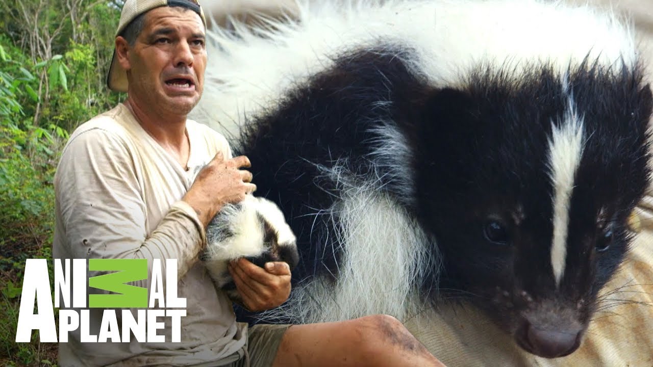 ¡La mofeta huele peor que Frank! | Wild Frank en México | Animal Planet ...