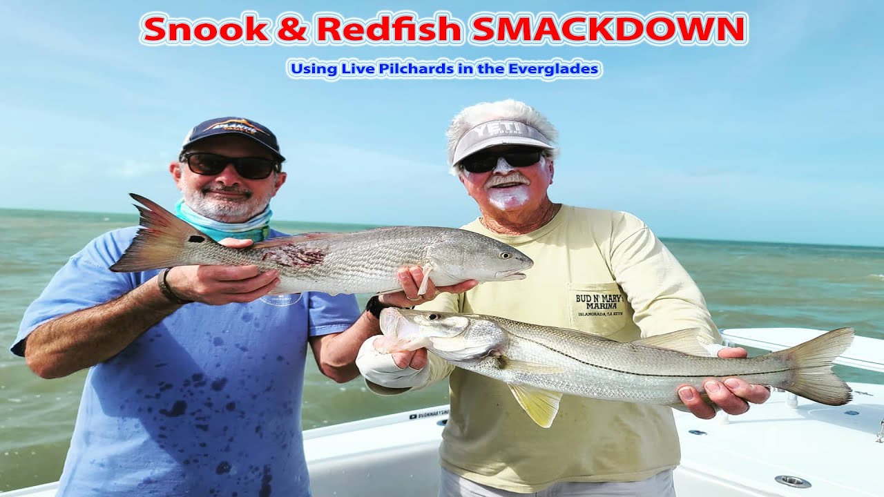 Snook & Redfish in the Everglades using LIVE PILCHARDS! Big Shark ...