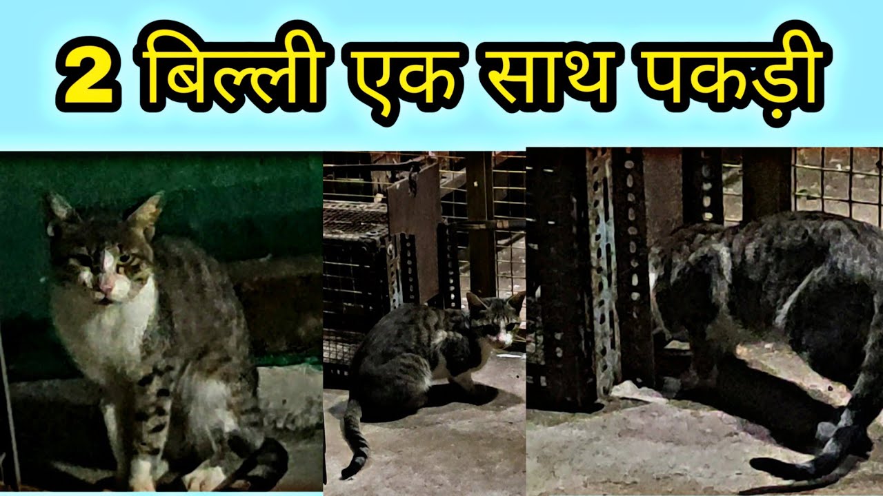 HOW TO CATCH CATS EASY TRICK - YouTube