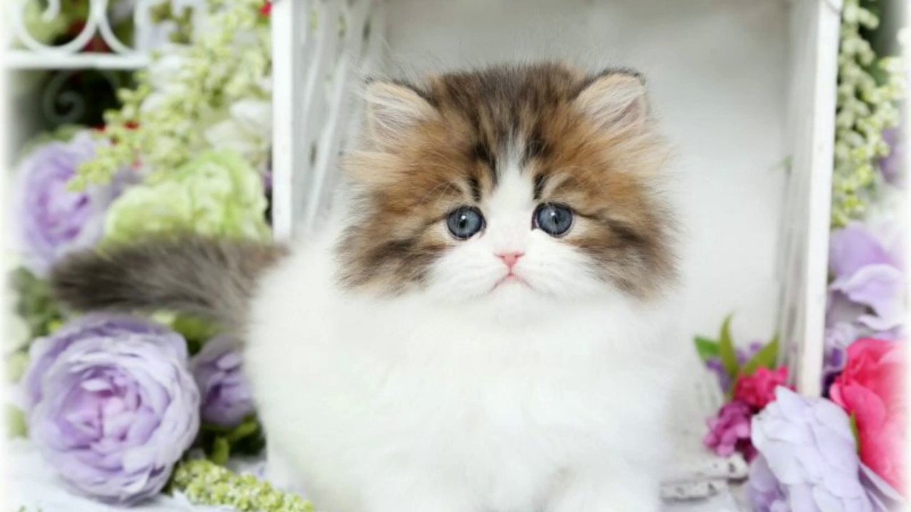 King Tut - Golden & White Persian Kitten - YouTube