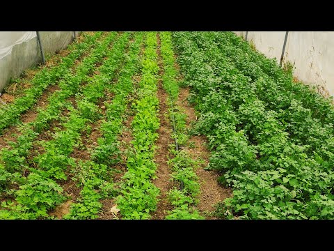 Marul, Maydanoz, Roka, Dereotu Bakımı ve Gübrelemesi