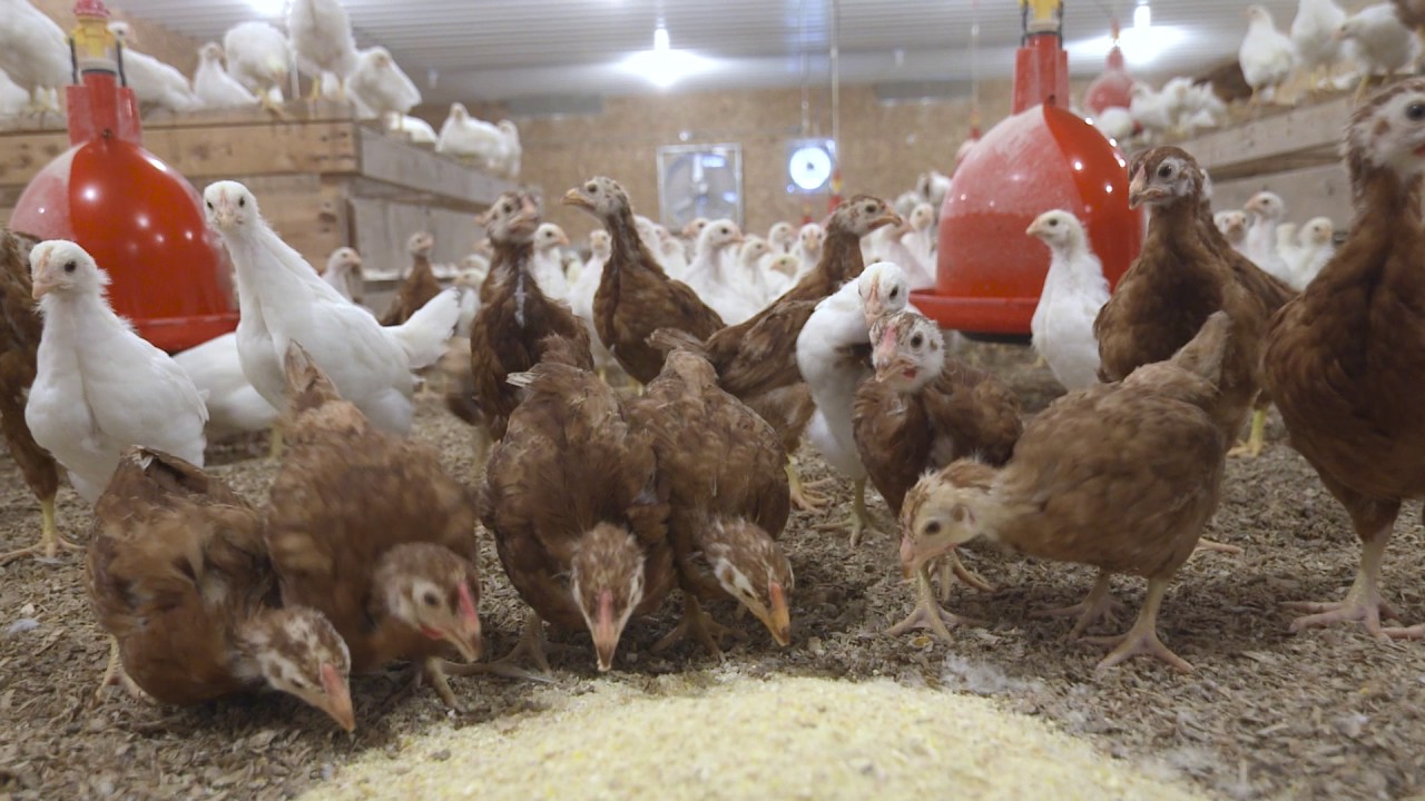 American Farmer TV featuring Townline Poultry Farm, Inc. - YouTube
