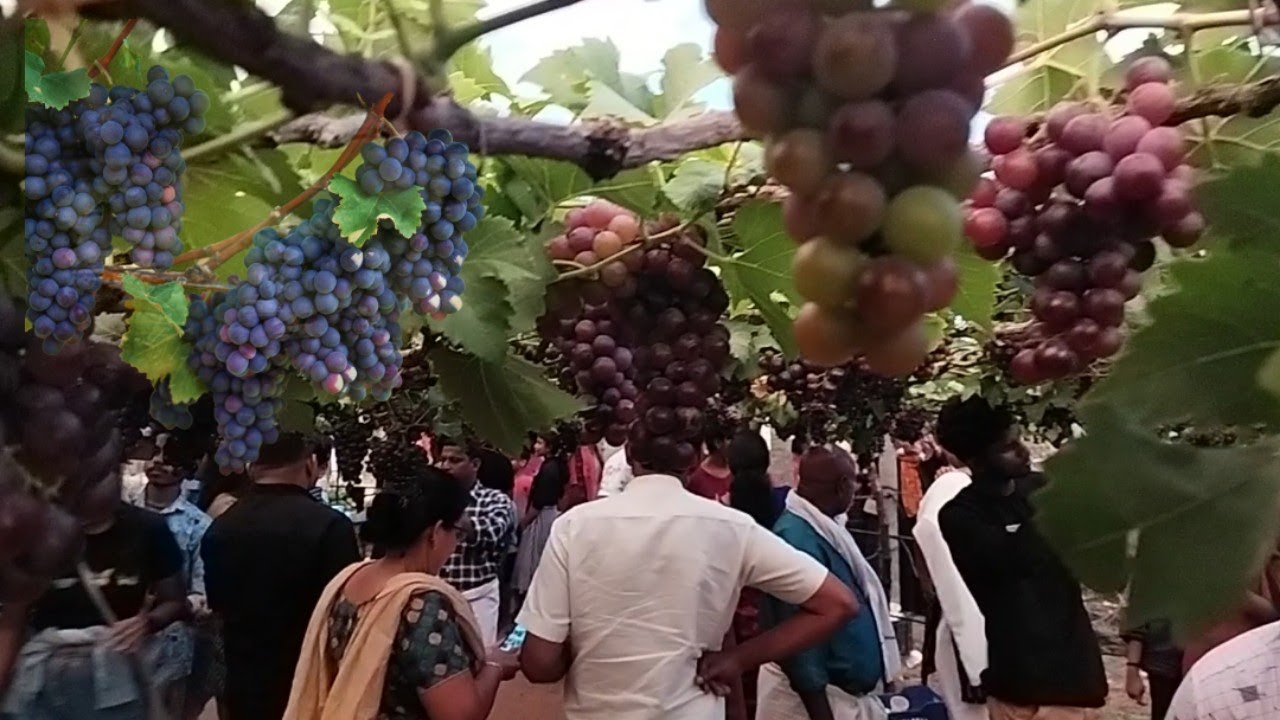 Cumbum grapes Farm Visit| Theni tourist place grapes Farm\ jenis grapes ...