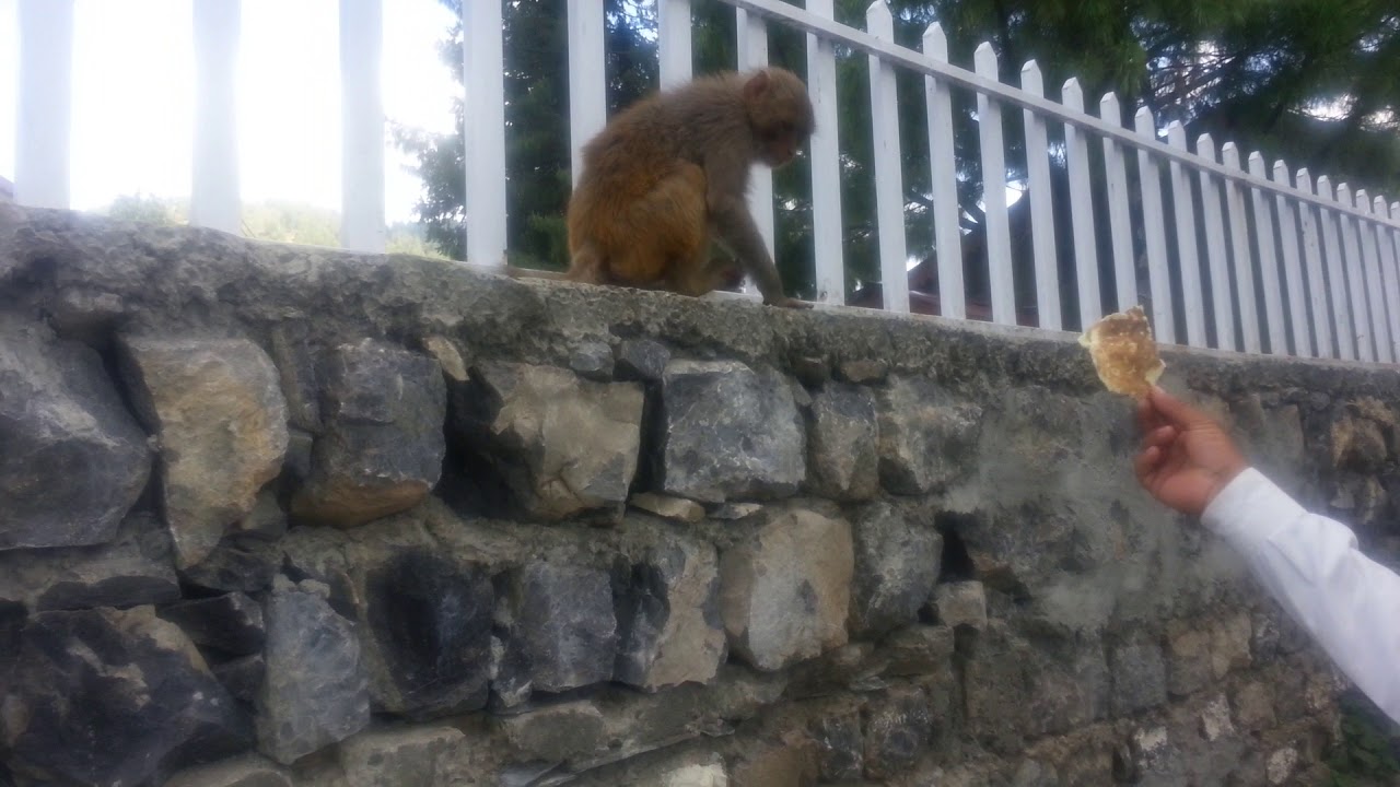 Amazing beauty of land of nature Ayobia National Park pakistan - YouTube