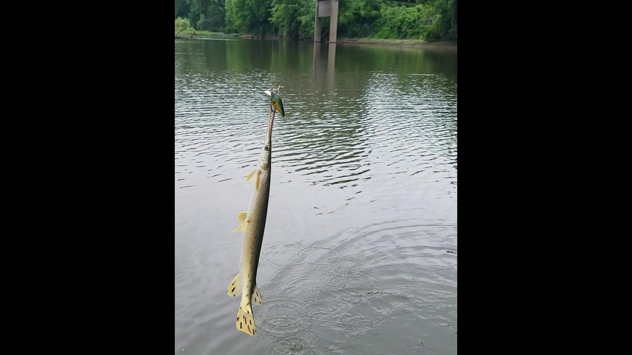 Kayak fishing trip on the Bourbeuse River outside of Owensville, MO ...