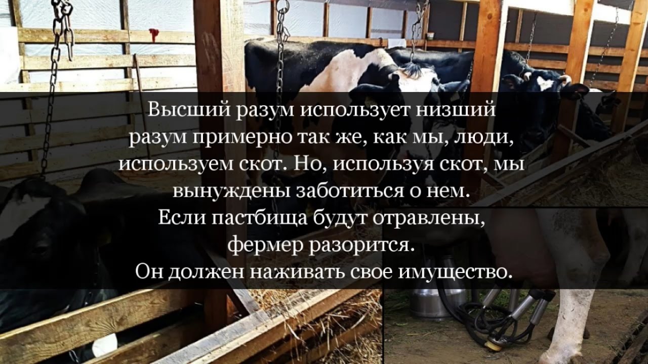 Люди - пища "богов" - YouTube