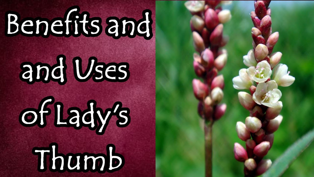 Benefits and Uses of Lady's Thumb (AKA: Redshank Plant) - YouTube