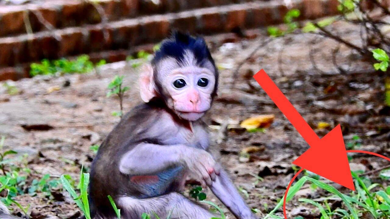 Adorable, baby monkey need mom monkey give milk a lot, lovely monkey ...