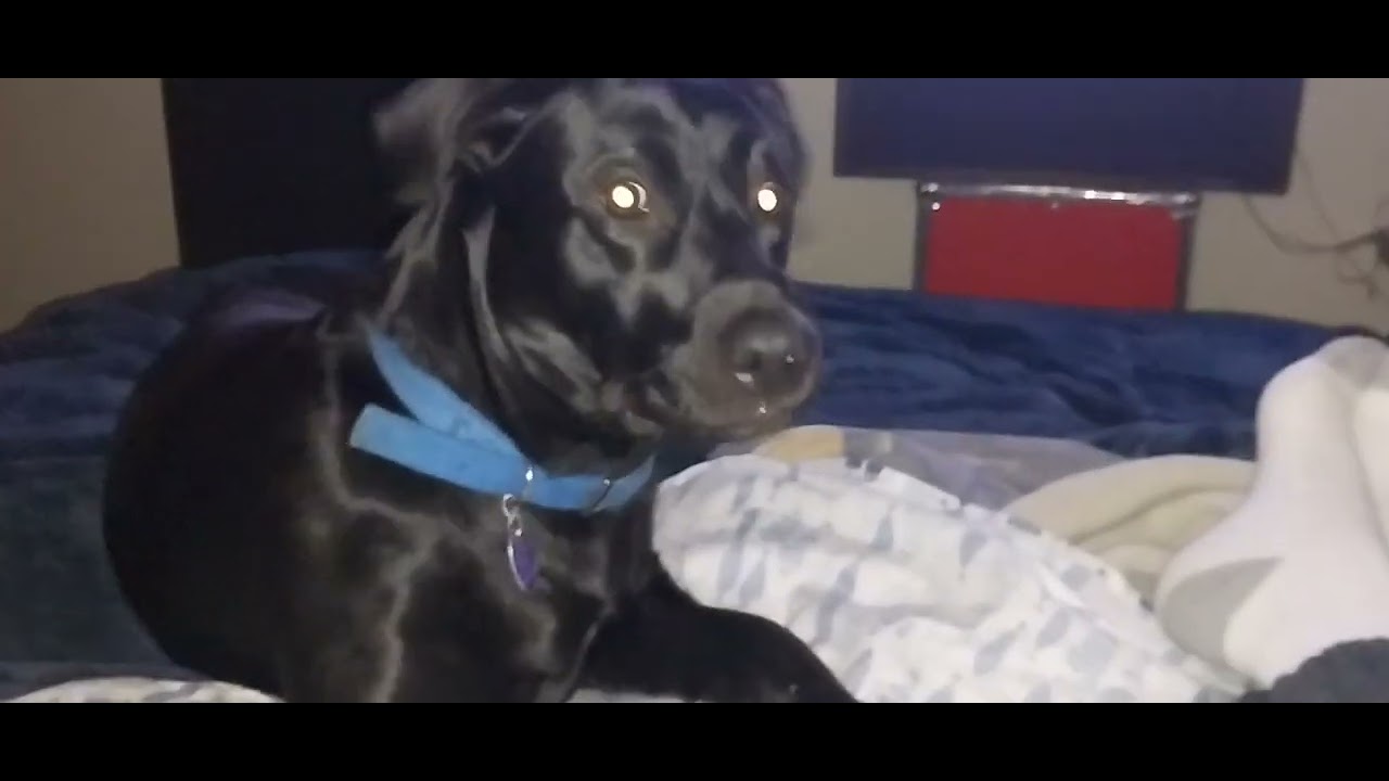 Lucy the black lab snoring wakes up to her cousin's name - YouTube