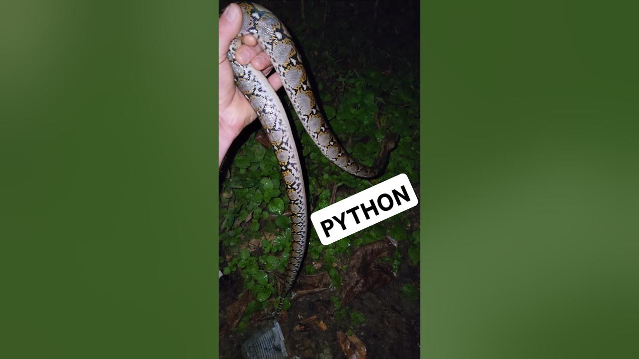 WILD PYTHON in Puerto Rico! #fyp #foryou #explorepage #explore #snake #reptile #fypシ#wildlife# ...
