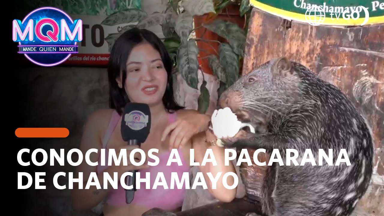 Mande Quien Mande: Conocimos a la pacarana de Chanchamayo (HOY) - YouTube