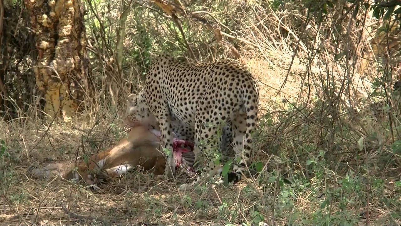 cheetahs eating a impala - YouTube