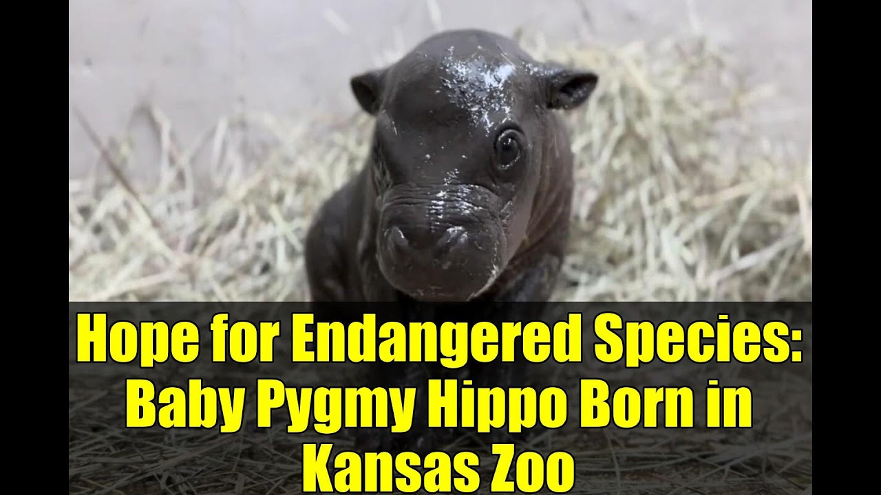 Hope for Endangered Species: Baby Pygmy Hippo Born in Kansas Zoo - YouTube