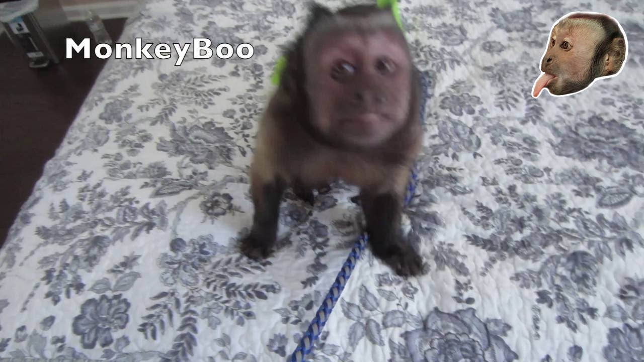 Capuchin Monkey Surprise! - YouTube