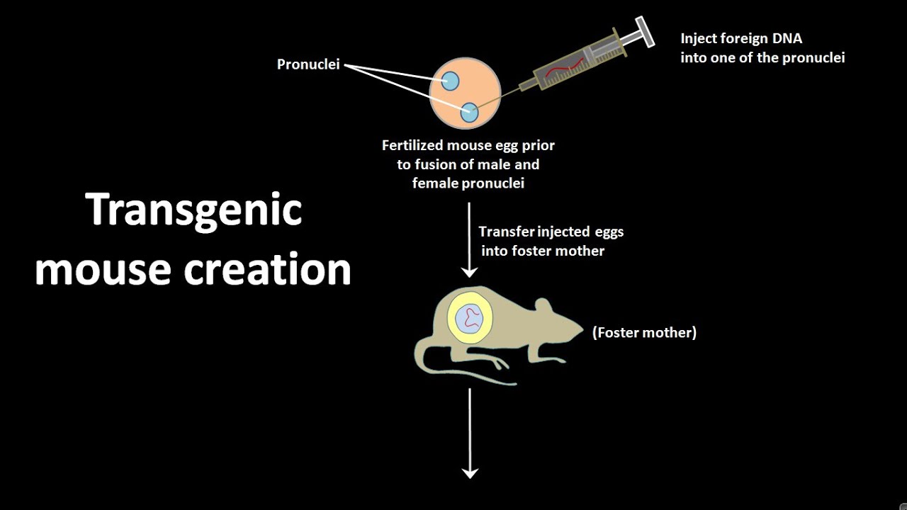 How to creat a transgenic mice ? - YouTube