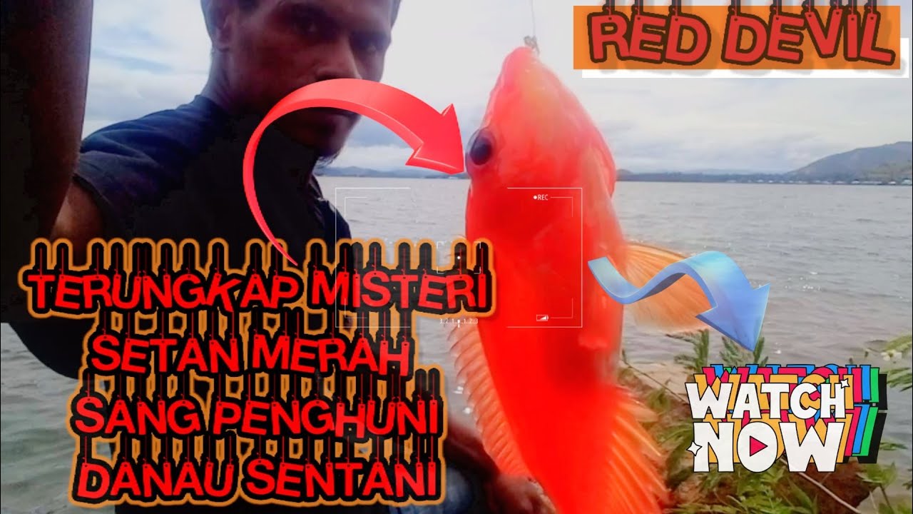 PANEN STRIKE RED DEVIL ALIAS SETAN MERAH 😱😱🎏🎏🎏 - YouTube