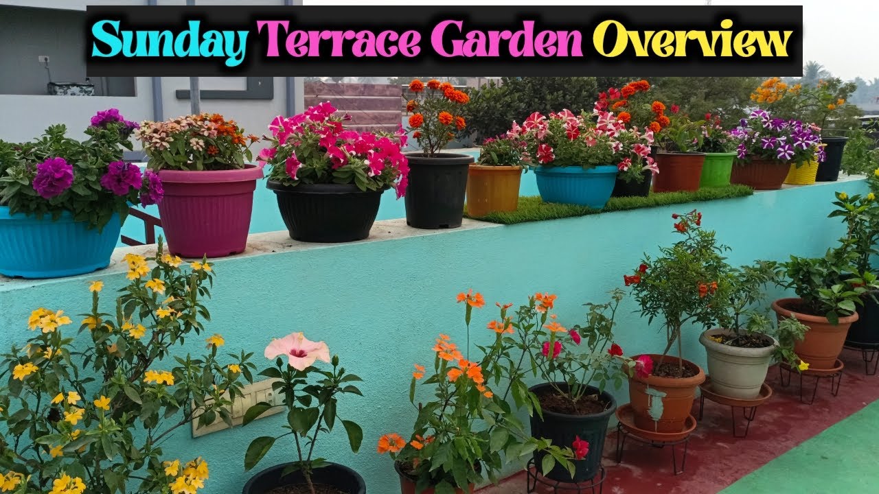 Terrace Garden Overview | Beautiful Winter Flowering Plants On My ...