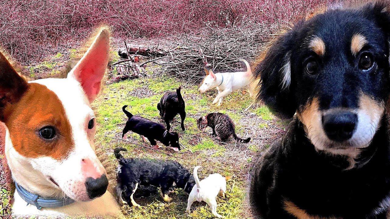 Entertaining Doggy TV - Dog Video for Dogs to Watch - YouTube