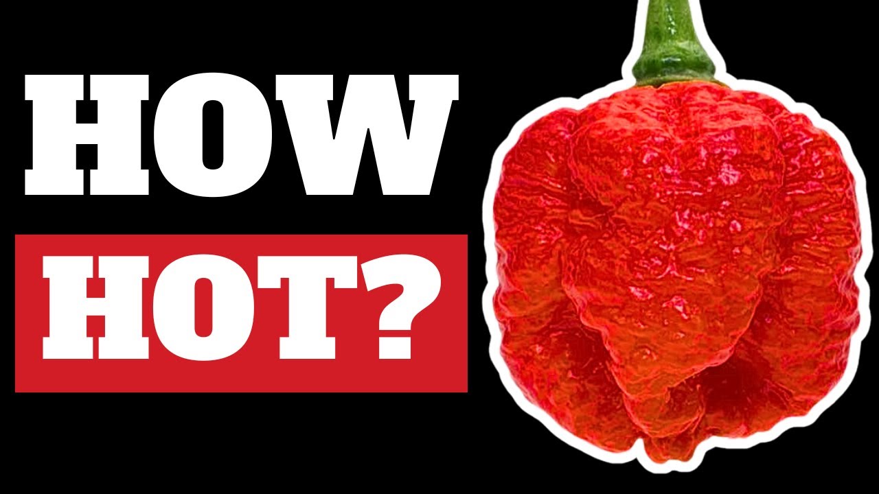 7 Pot Brain Strain Pepper on the Scoville Scale - YouTube