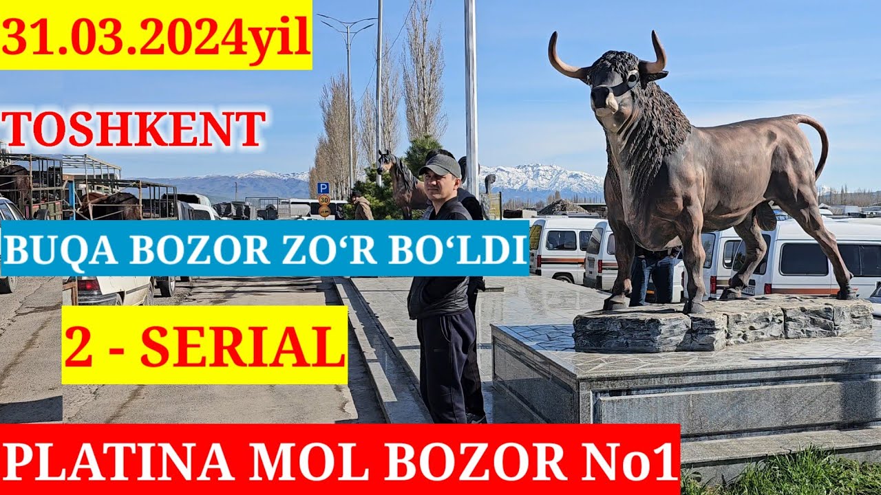 PLATINA MOL BOZOR. 2-SERIAL BUQALAR SAVDOSI AVJIDA. KIMDUR YUTTI ...