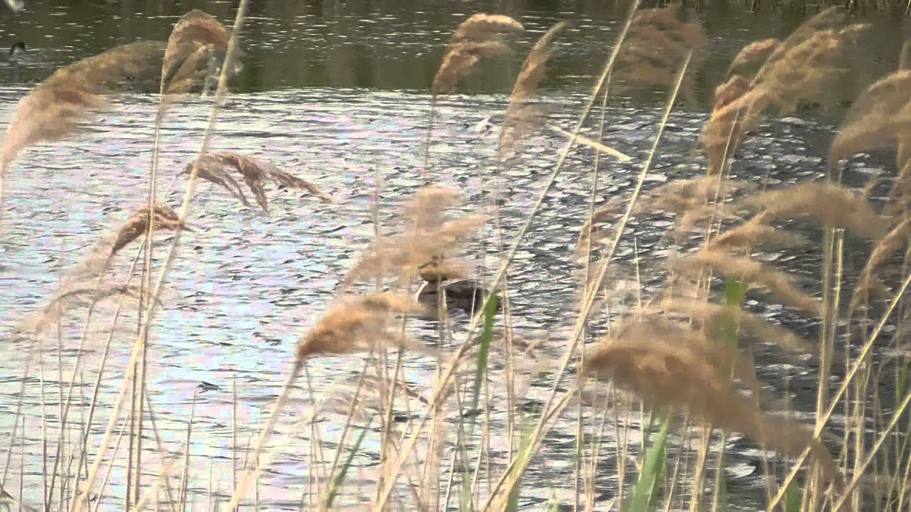 Hobby Bird of prey RSPB Lakenheath fen Suffolk 27May15 425p - YouTube