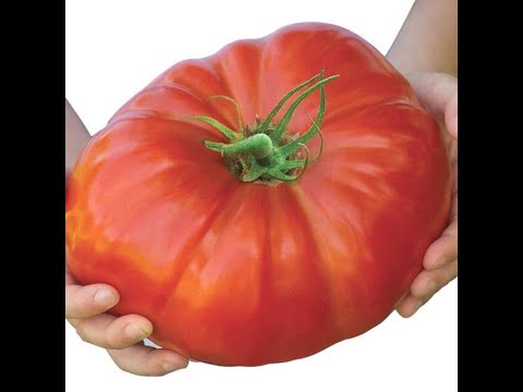 ÌNCREIBLES tomates GIGANTES cultivos LOCOS 🙀🙀 TRUCOS MAGICOS - YouTube