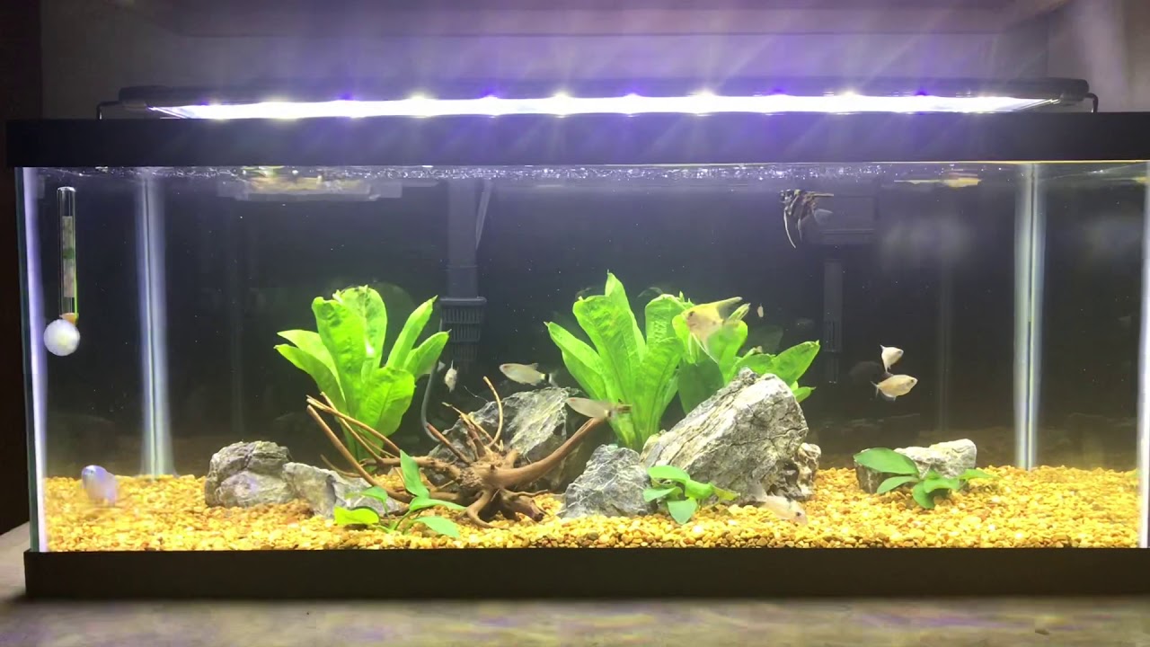 My new 20g long planted aquarium - YouTube