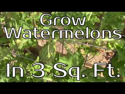 Trellising Watermelon In A Square Foot Garden Growing Watermelons 🍉