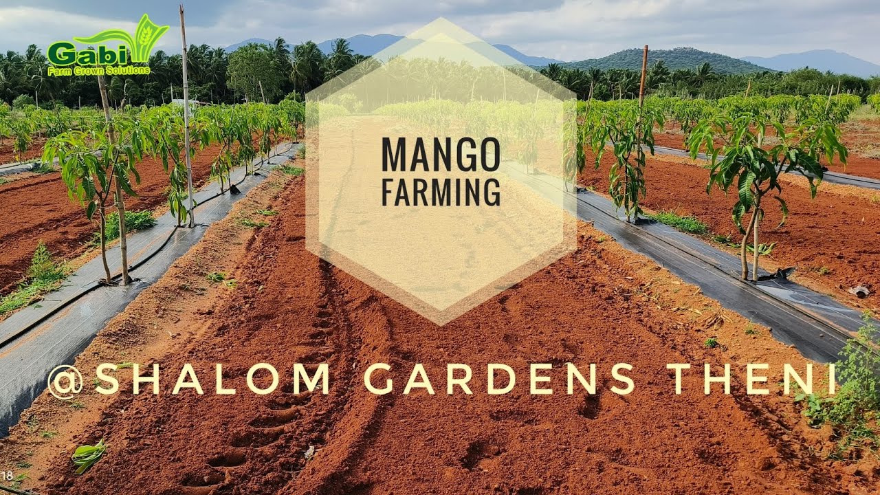 Hi-tech mango farming@Shalom Garden Theni#highdensity #uhdp #mango # ...