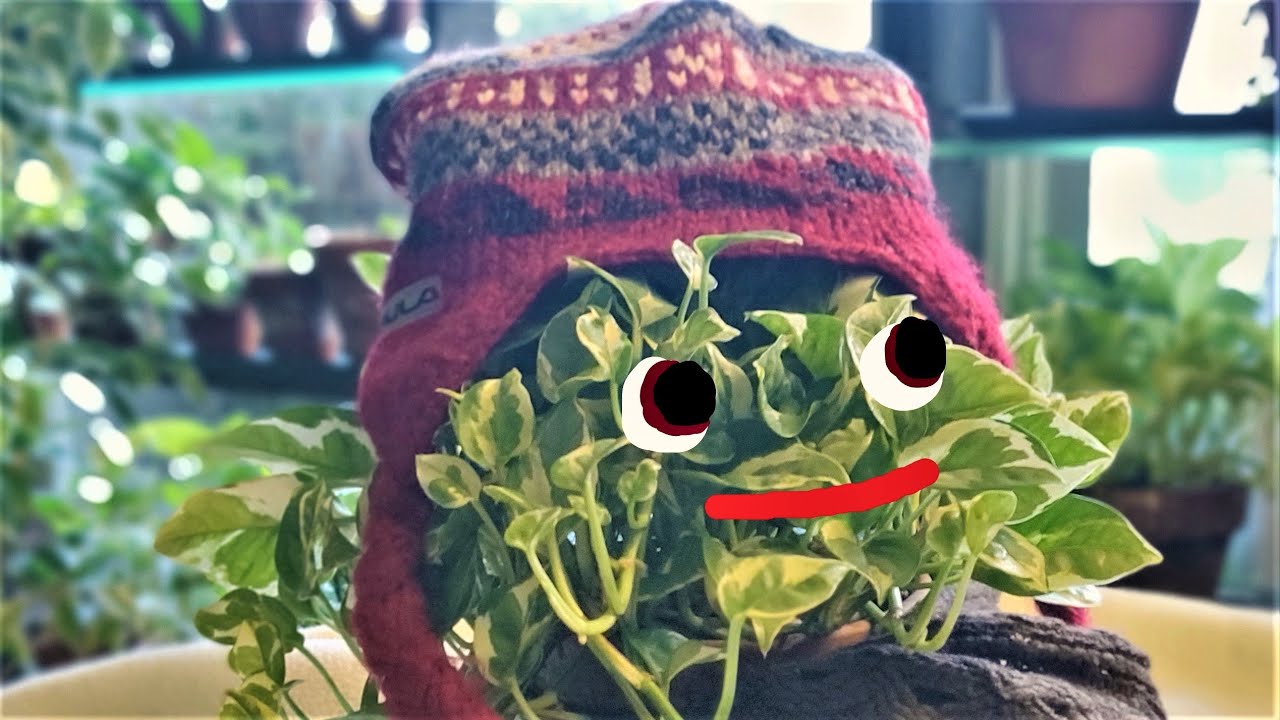 Winter Care For Houseplants How To Increase Light And Humidity YouTube Winter Care For Houseplants How To Increase Light And Humidity YouTube