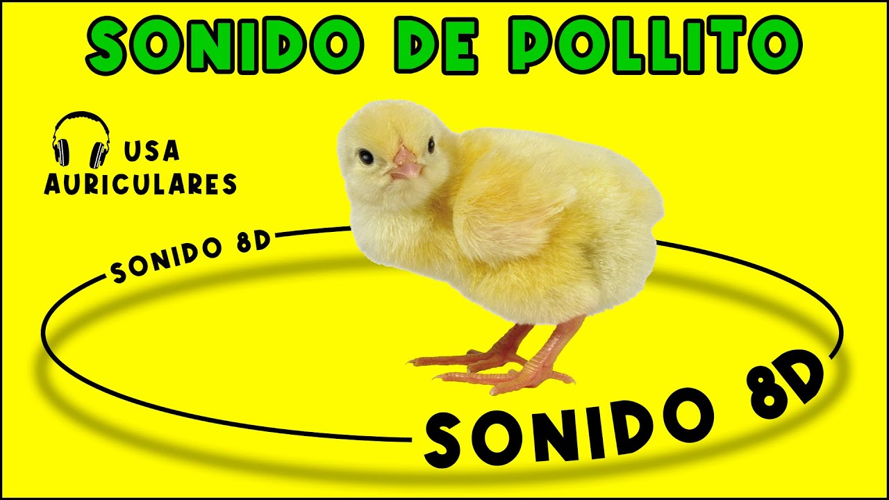 SONIDO DE POLLITO – SONIDO DE ANIMALES – efecto de sonido - YouTube
