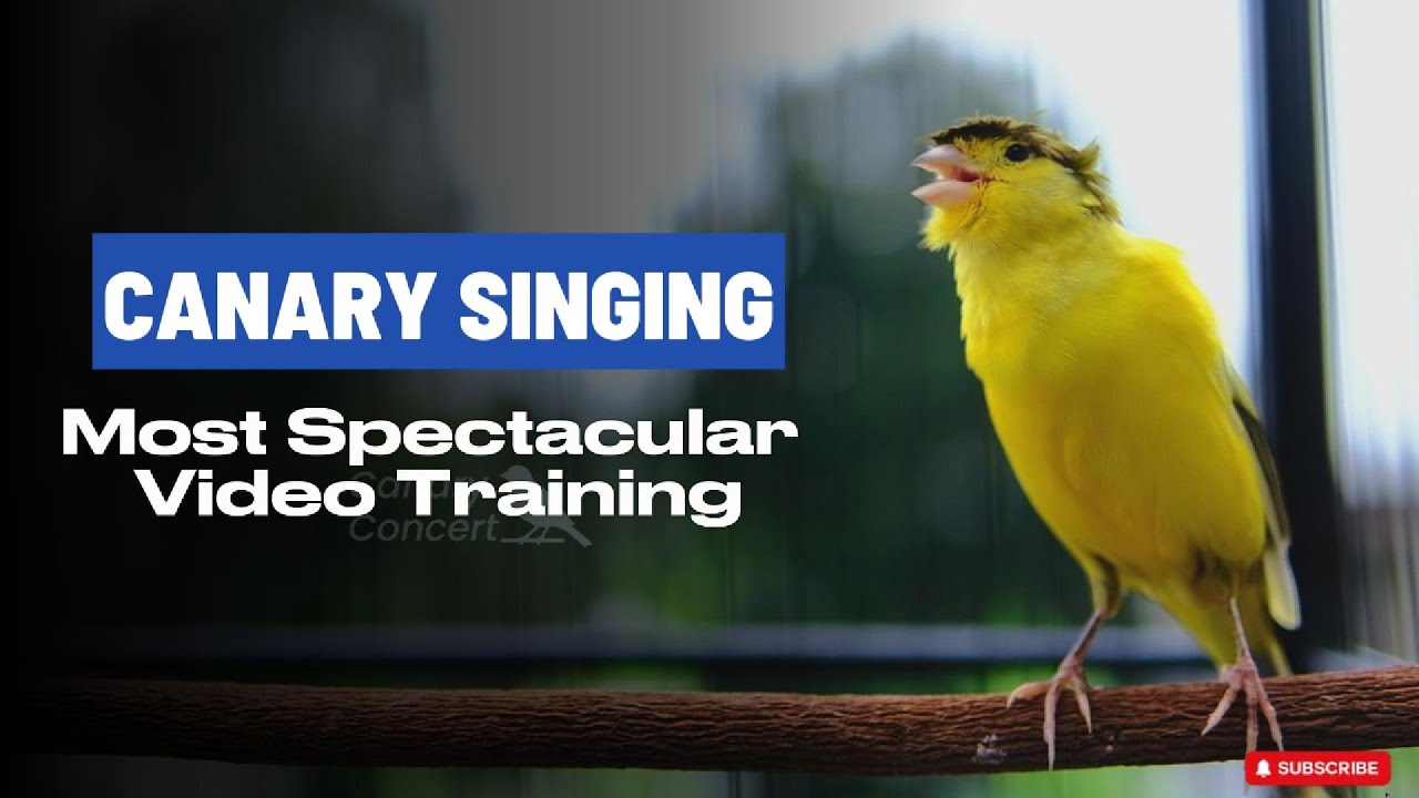 Canary singing - Most Spectacular Video Training-Make your canary ...