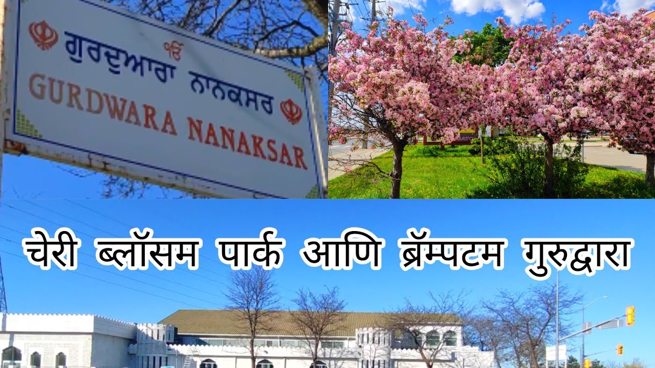 Cherry Blossom in Canada | Brampton Gurudwara Nanaksar| Marathi Vlog ...