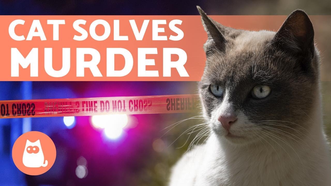 The CAT That helped SOLVE a MURDER 🙀 🐾 - YouTube