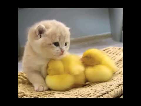 Ducklings love the baby kitten . Jump up and sleep together - YouTube