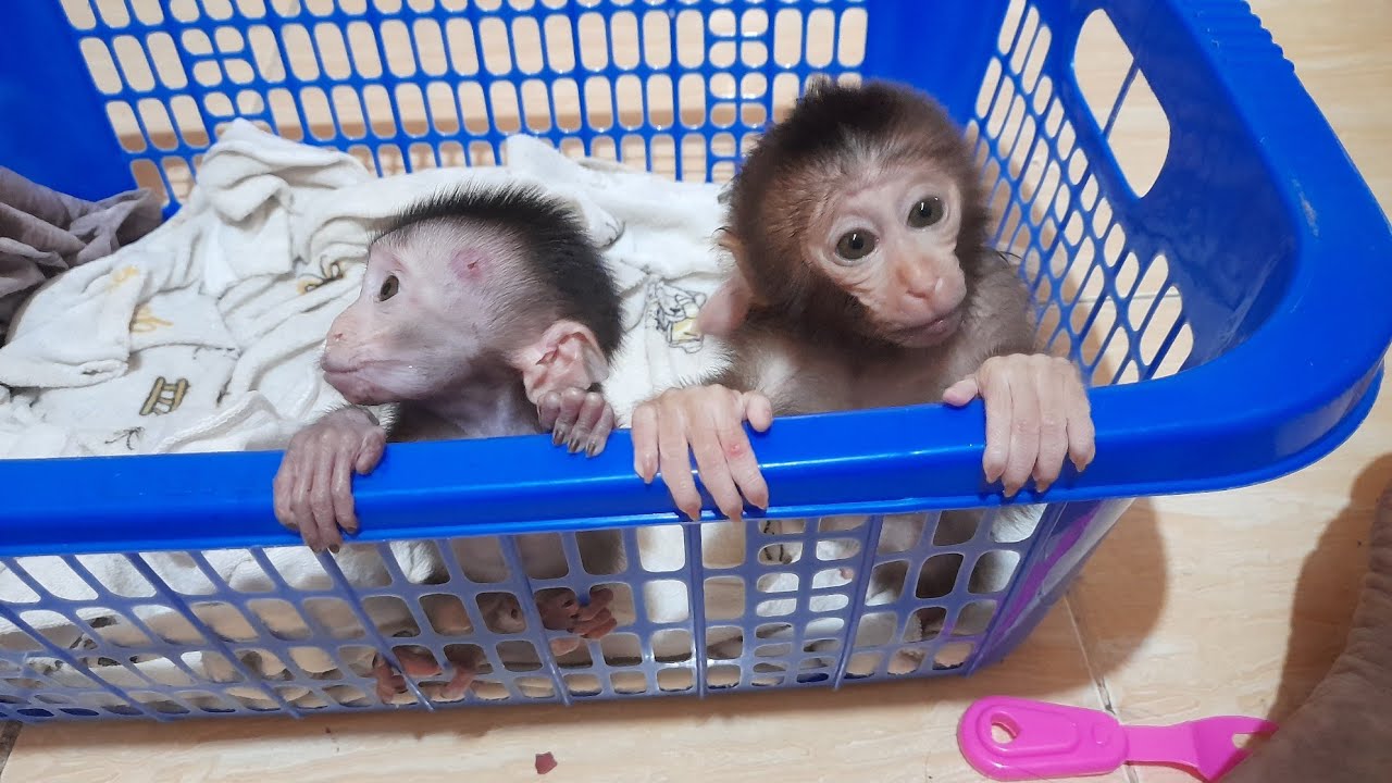 babymonkey monyet lucu caca dan cici lagi asik bermain sehabis mandi ...